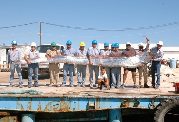 Oarfish: The longest fish in the world | Amusing Planet